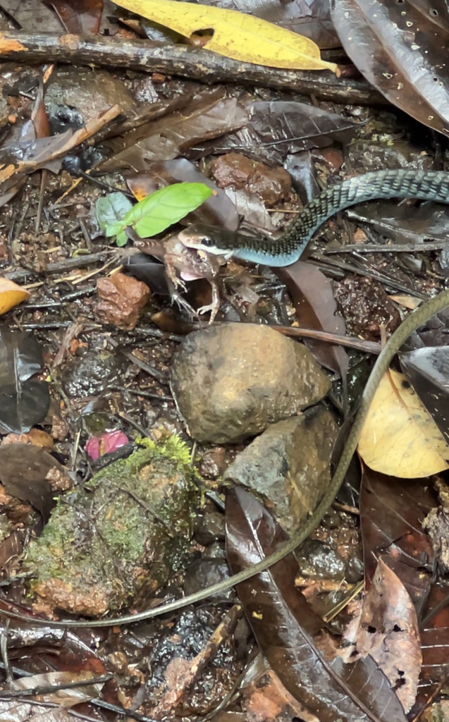 Palau Ground Frog from Babeldaob, 帛琉, PW on February 27, 2024 at 10:26 ...