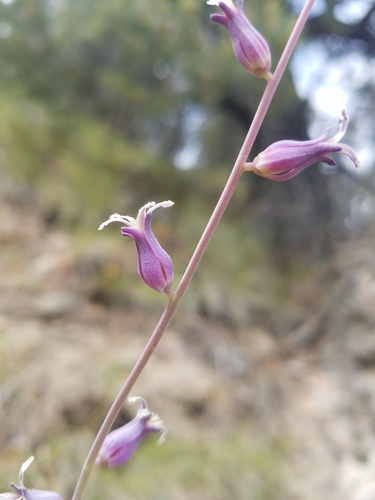 Variety Caulanthus major major · iNaturalist