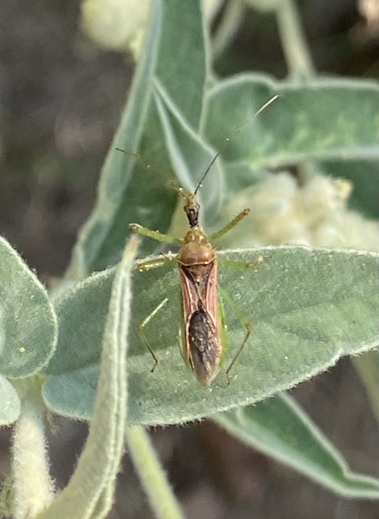 Leafhopper Assassin Bug from David Fort Rd, Argyle, TX, US on September ...