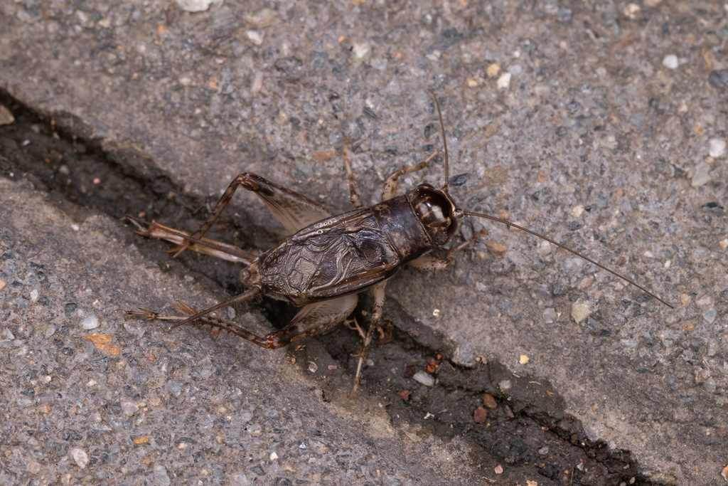 Japanese Burrowing Cricket from Beijing, Beijing, CN on September 21 ...