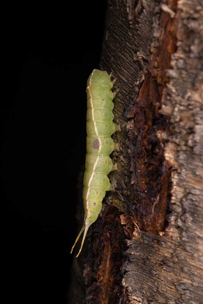 Prominent Moths from Beijing, Beijing, CN on September 21, 2024 at 08: ...