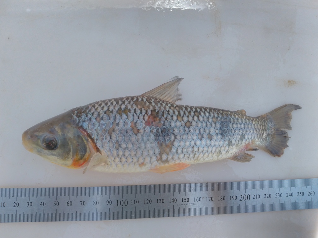 Piaussu from Itá Enramada, Asunción, Paraguay on November 30, 2023 at ...