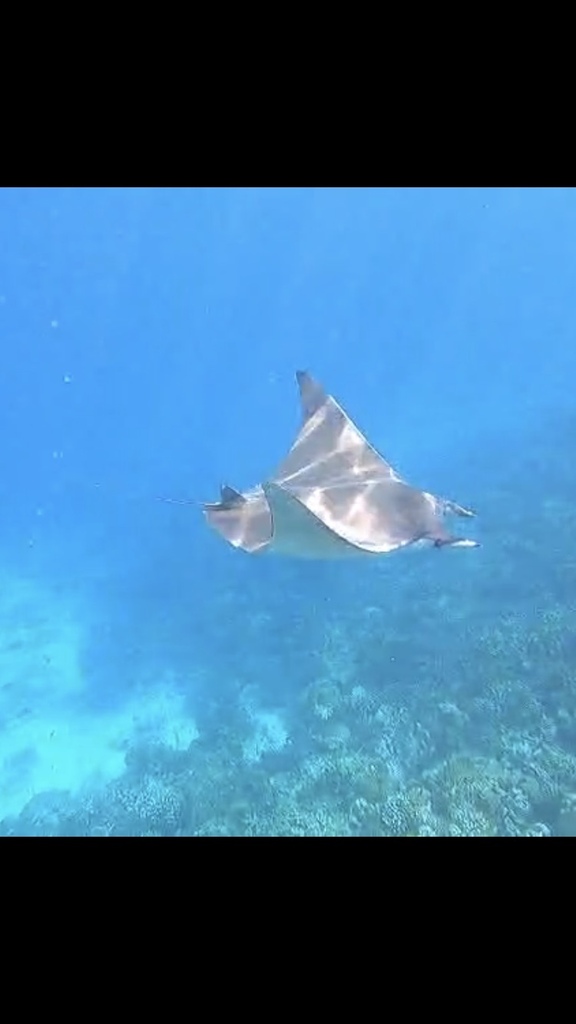 Shorthorned Pygmy Devil Ray from Indian Ocean, Atolón Baa, MV on ...