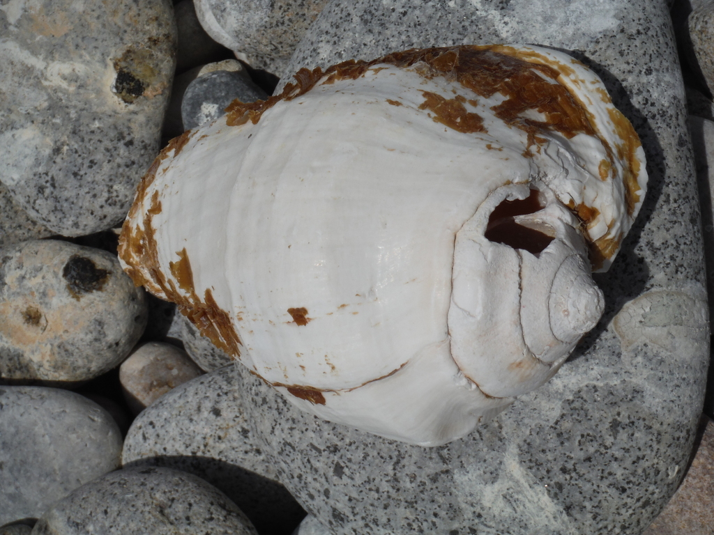 Eastern Pacific Giant Conch on July 17, 2016 at 12:35 PM by Guevara ...