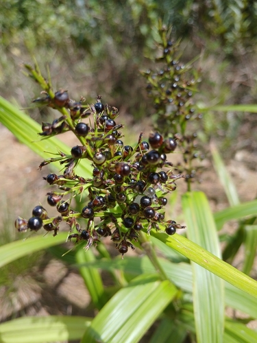 Navajuela (Scleria latifolia)