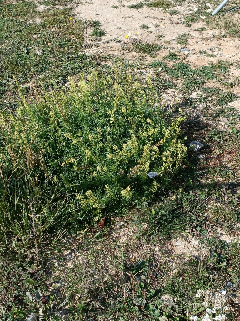 Wild Mignonette from Building 425, Cambridge CB22 4QR, UK on September ...