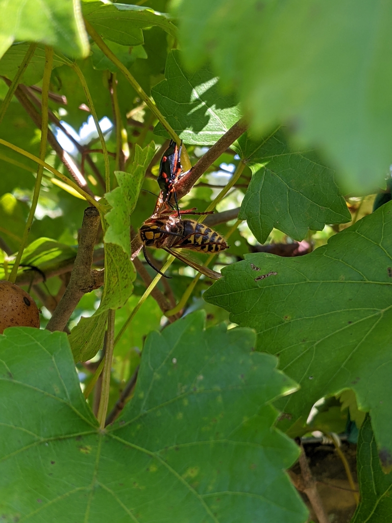 Florida Predatory Stink Bug from Durham, NC 27713, USA on September 21 ...