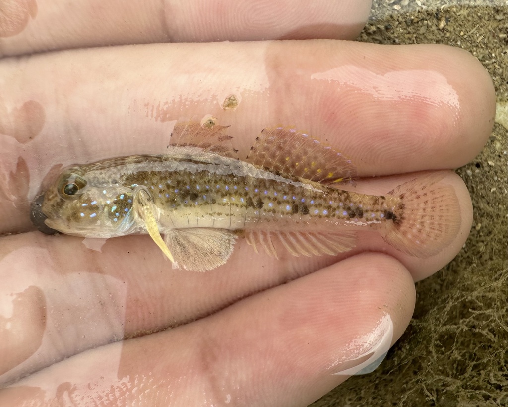 Acentrogobius madraspatensis from Singapore Strait, Singapore, SG, SG ...