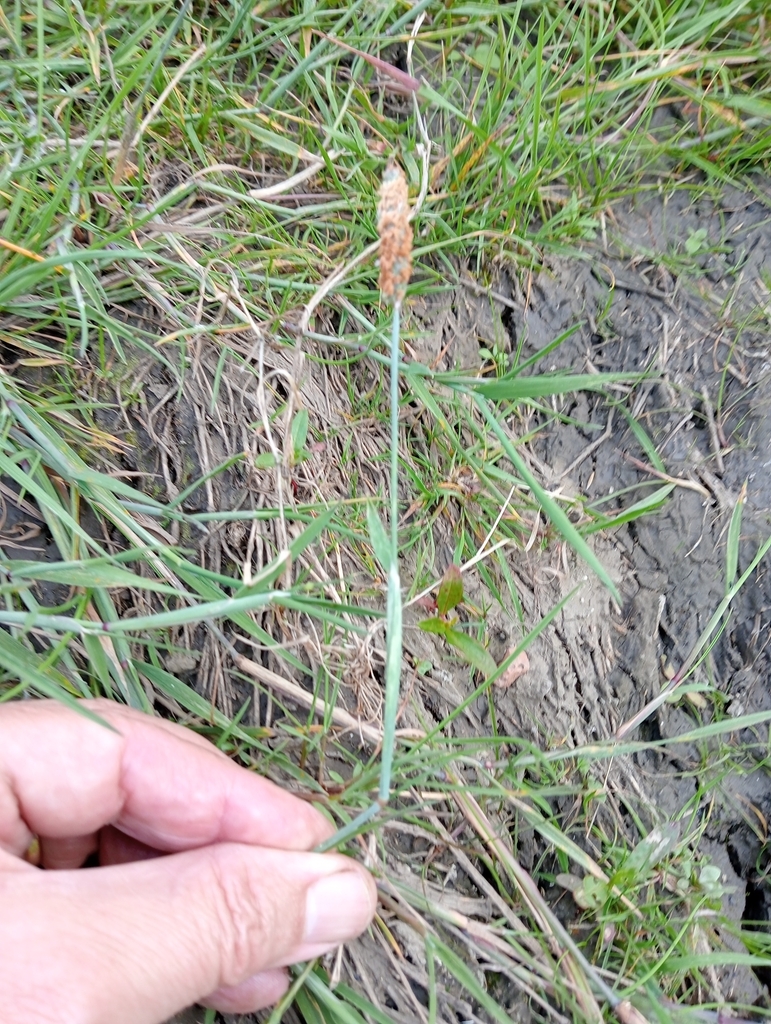 Marsh foxtail from New Earswick, York, UK on September 21, 2024 at 05: ...