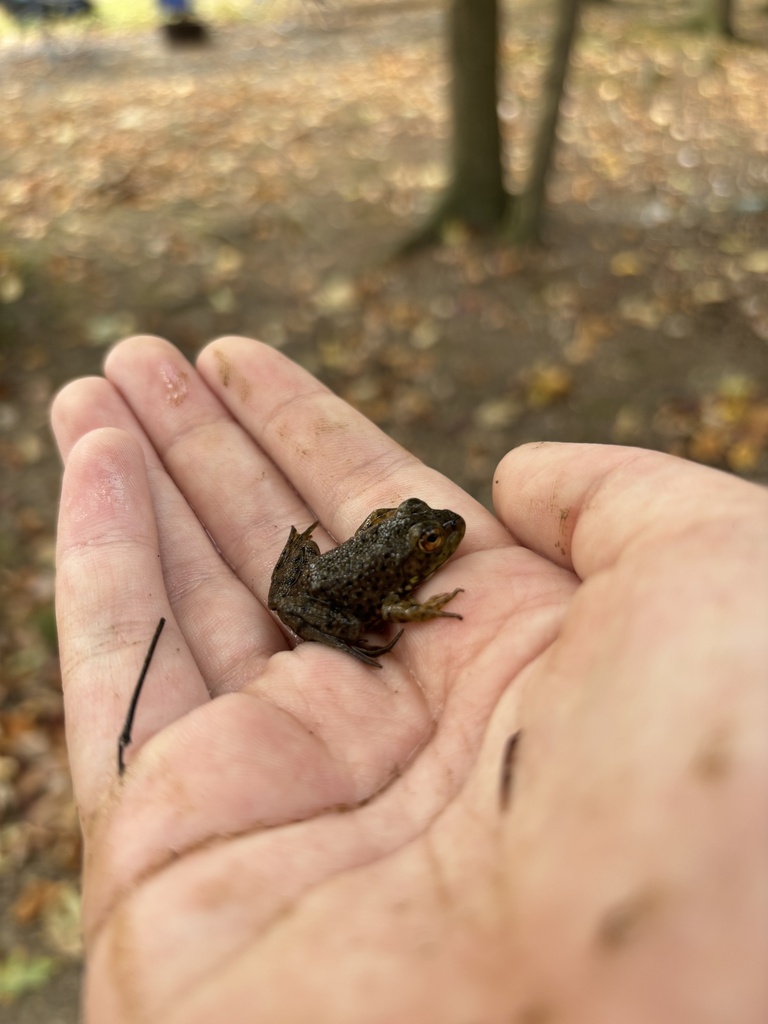 American Bullfrog from Catawissa, PA, US on September 21, 2024 at 11:47 ...