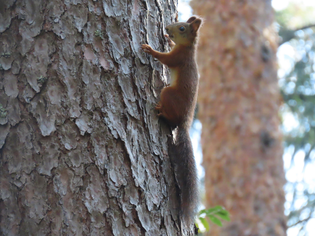 Eurasian Red Squirrel from Конаковский р-н, Тверская обл., Россия on ...