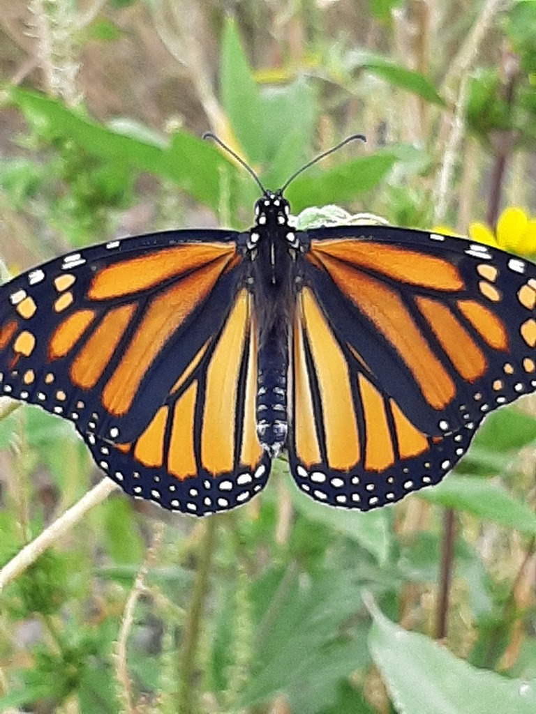 Monarch from Otero County, CO, USA on September 21, 2024 at 09:28 AM by Kendyl Osborn. Wild ...