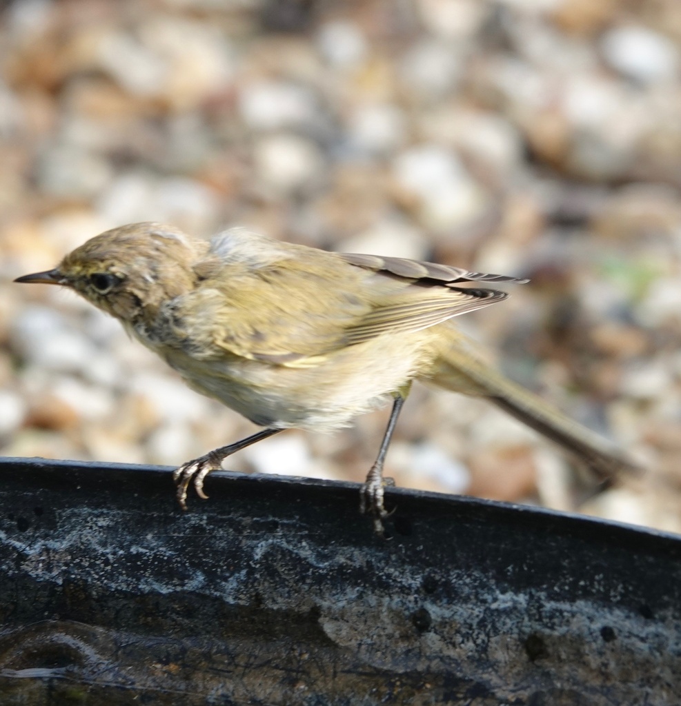 Common Chiffchaff from Ayot Place, Welwyn, England, GB on September 21 ...