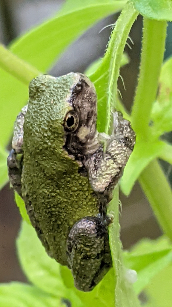 Gray Treefrog Species Complex from Liberty, KY 42539, USA on September ...