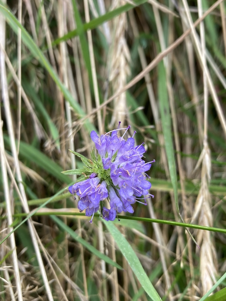 Devil's-bit Scabious from Mid and Upper Nithsdale, Dumfries, Scotland ...
