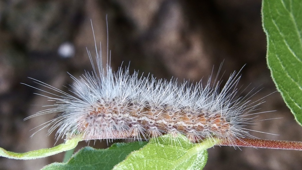 Tiger Moths from Santa Cruz County, AZ, USA on August 04, 2017 at 07:47 ...