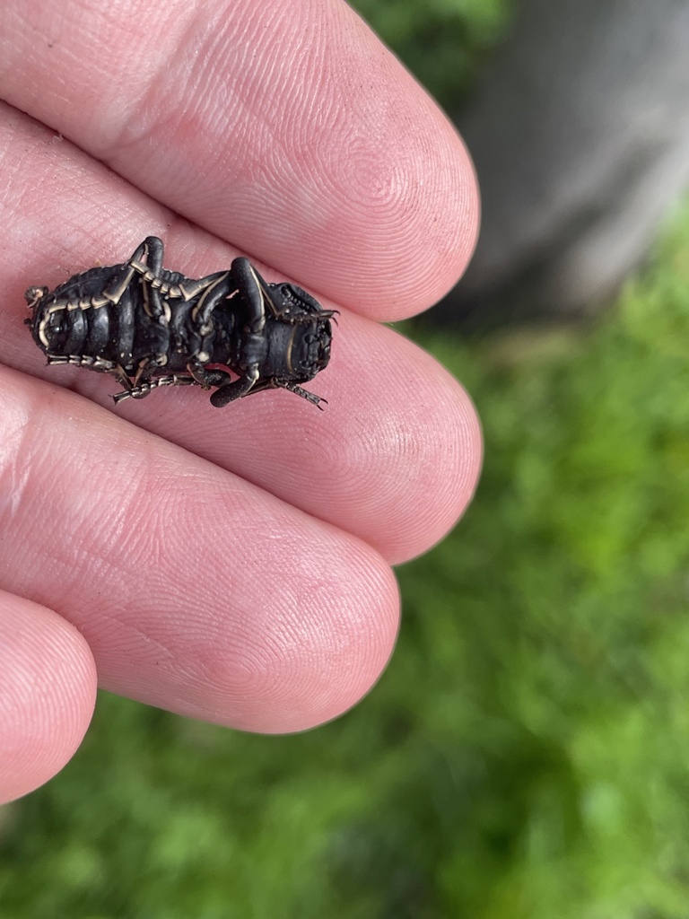 Zopherus from Chapultepec Park, Miguel Hidalgo, CDMX, MX on September ...