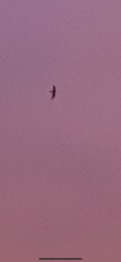 Common Nighthawk from Sainte-Anne-de-Bellevue, QC, Canada on September ...