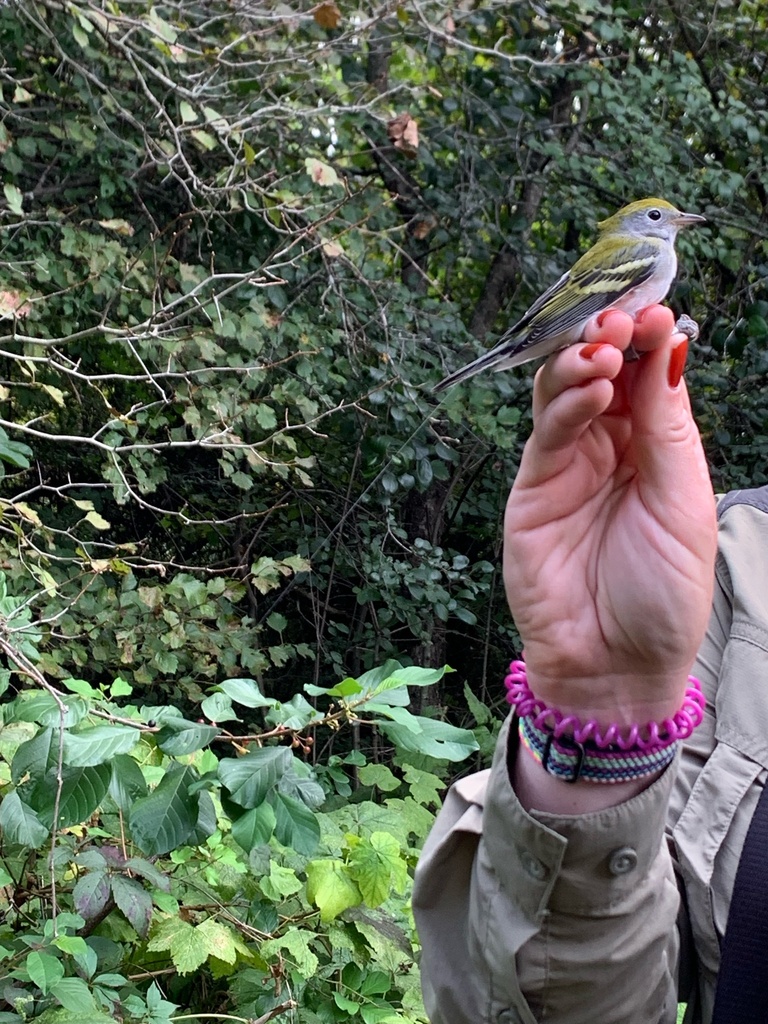 Chestnut-sided Warbler in September 2024 by mak_m. Fitted with a MOTUS ...