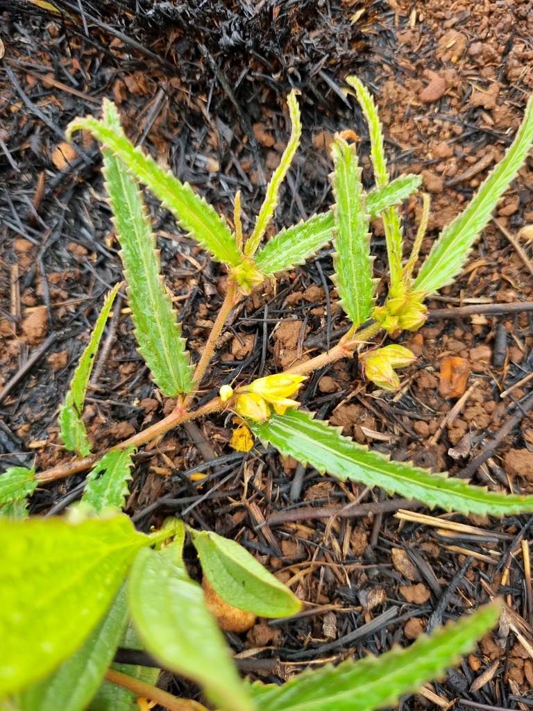 Bushveld Gusha from Ehlanzeni District Municipality, South Africa on ...