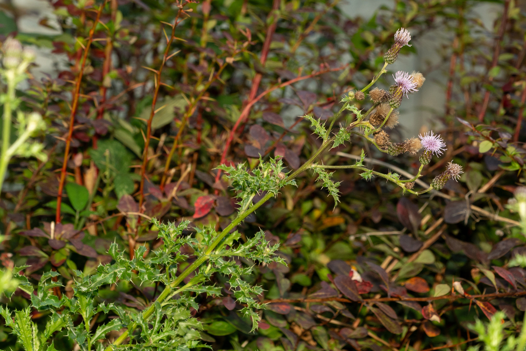 creeping thistle from Alfreston, Surbiton, UK on September 20, 2024 at ...