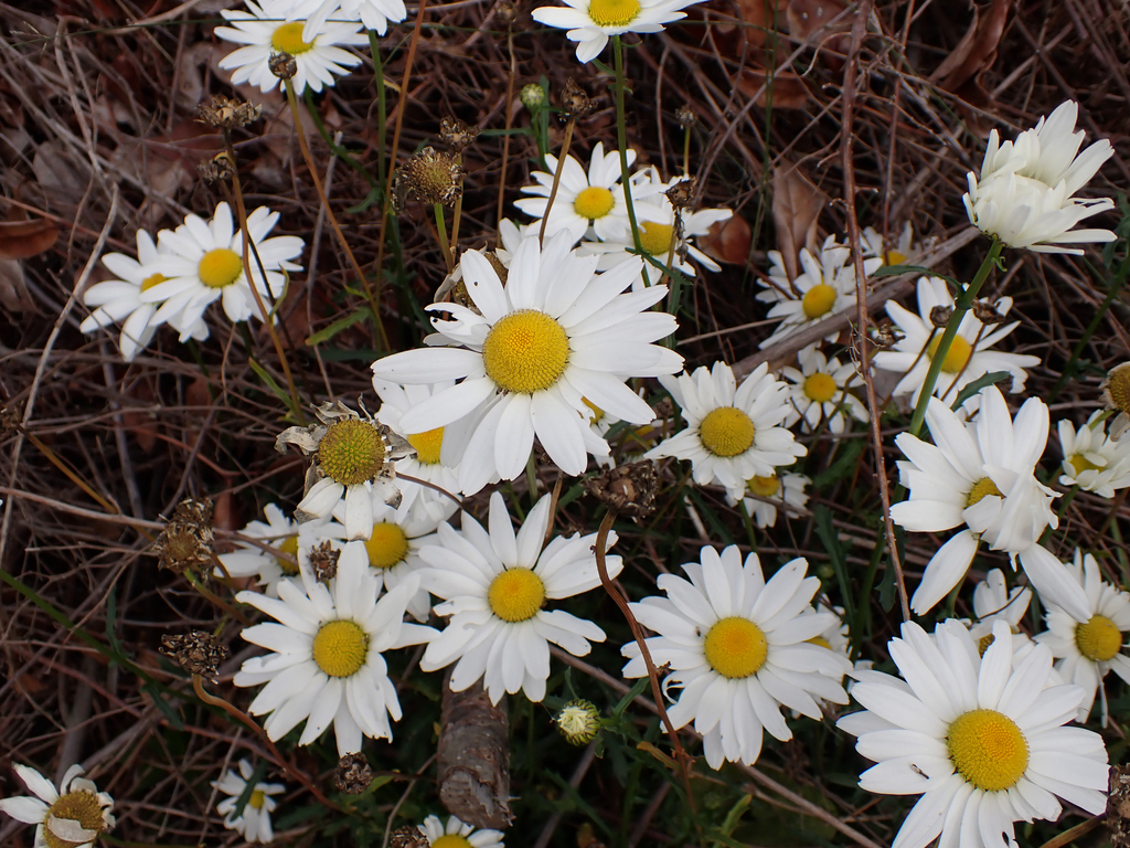 oxeye daisy from Bella Bella airport, Campbell Island, Central Coast ...