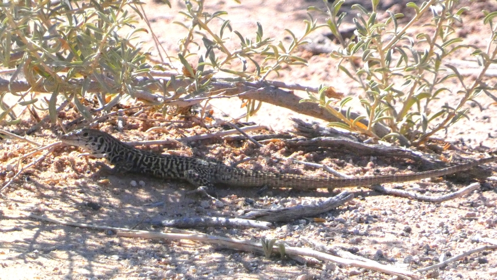 Marbled Whiptail in August 2024 by Nick Glover · iNaturalist