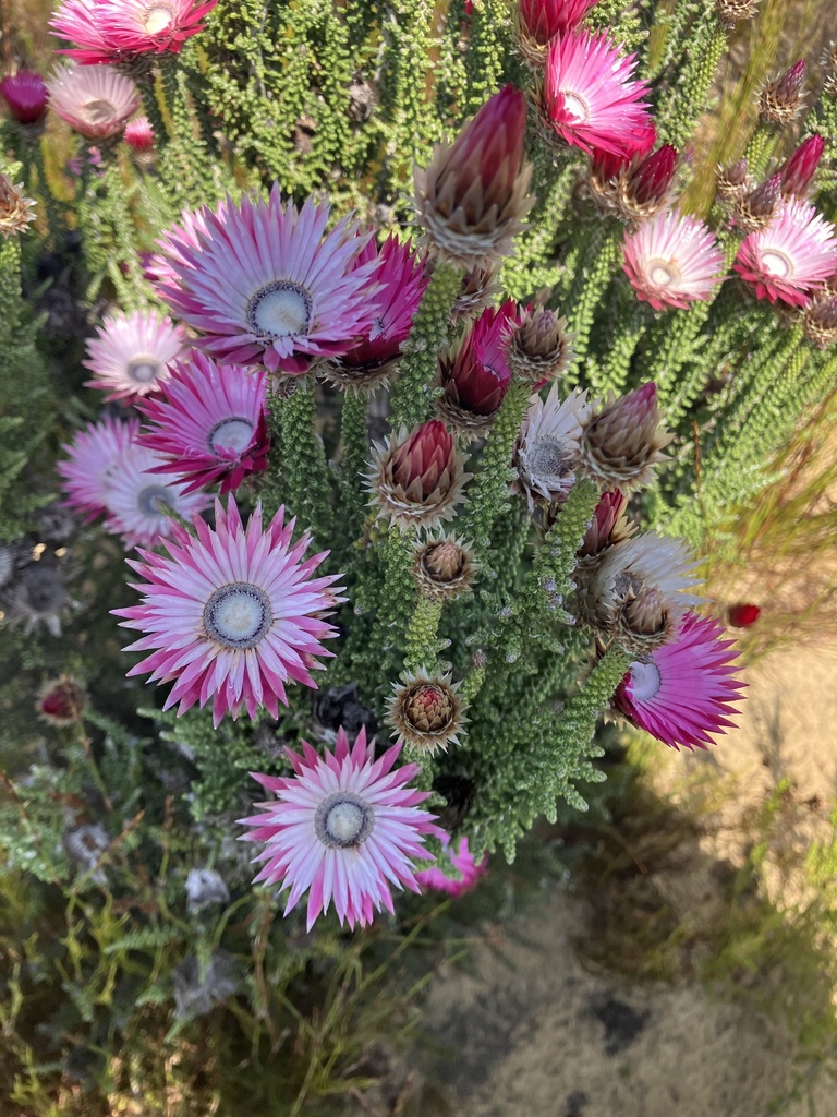 Cape everlasting from Cape Agulhas, WC, ZA on September 21, 2024 at 11: ...