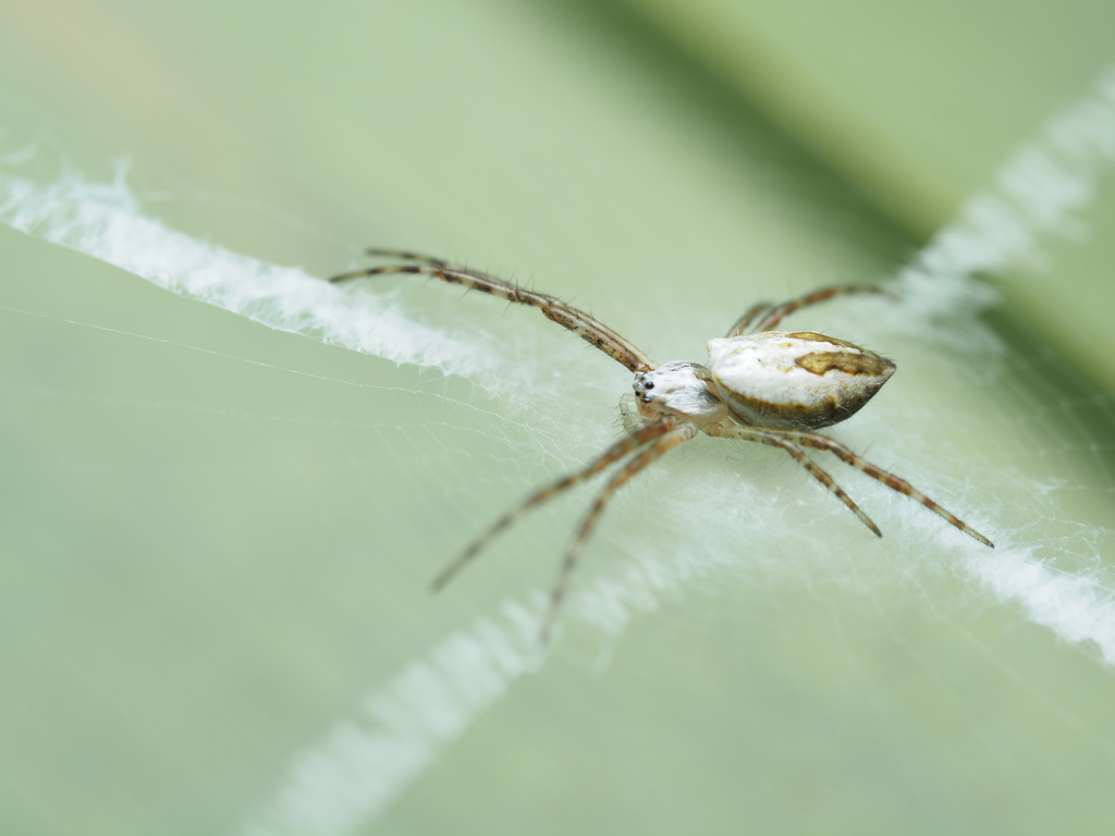 Florida Garden Spider from Kendall, FL, USA on September 18, 2024 at 02 ...