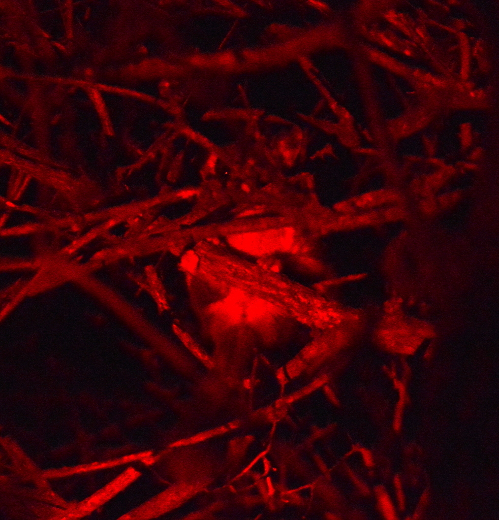 Leadbeater's Possum from Yellingbo Nature Conservation Reserve ...