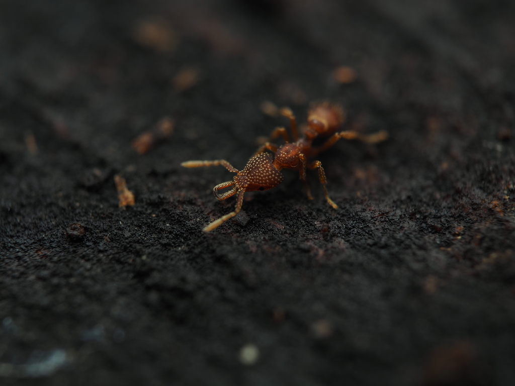 Louisiana Pygmy Snapping Ant from Grapeland Heights, Miami, FL, USA on ...