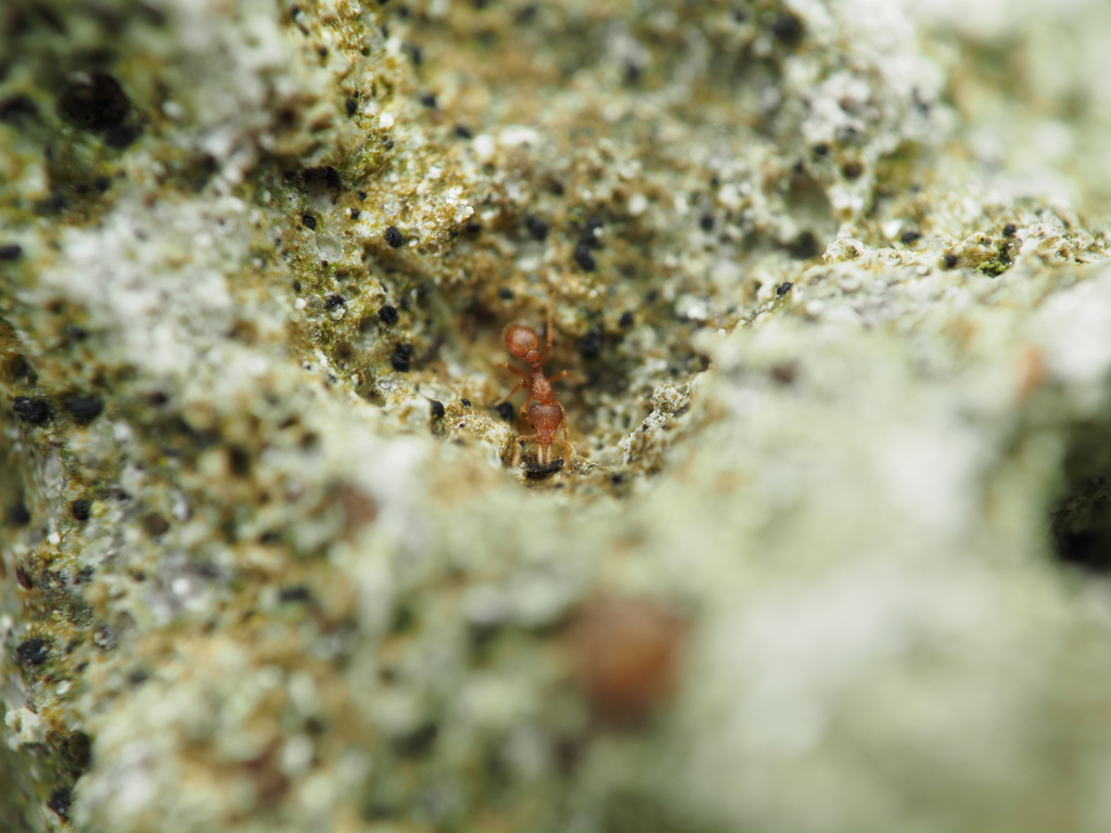 Eggers’ Pygmy Snapping Ant from Grapeland Heights, Miami, FL, USA on ...