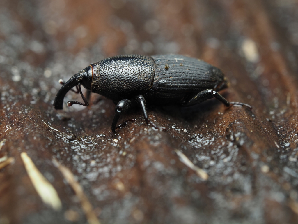 True Weevils from Miami-Dade, Florida, United States on September 21 ...