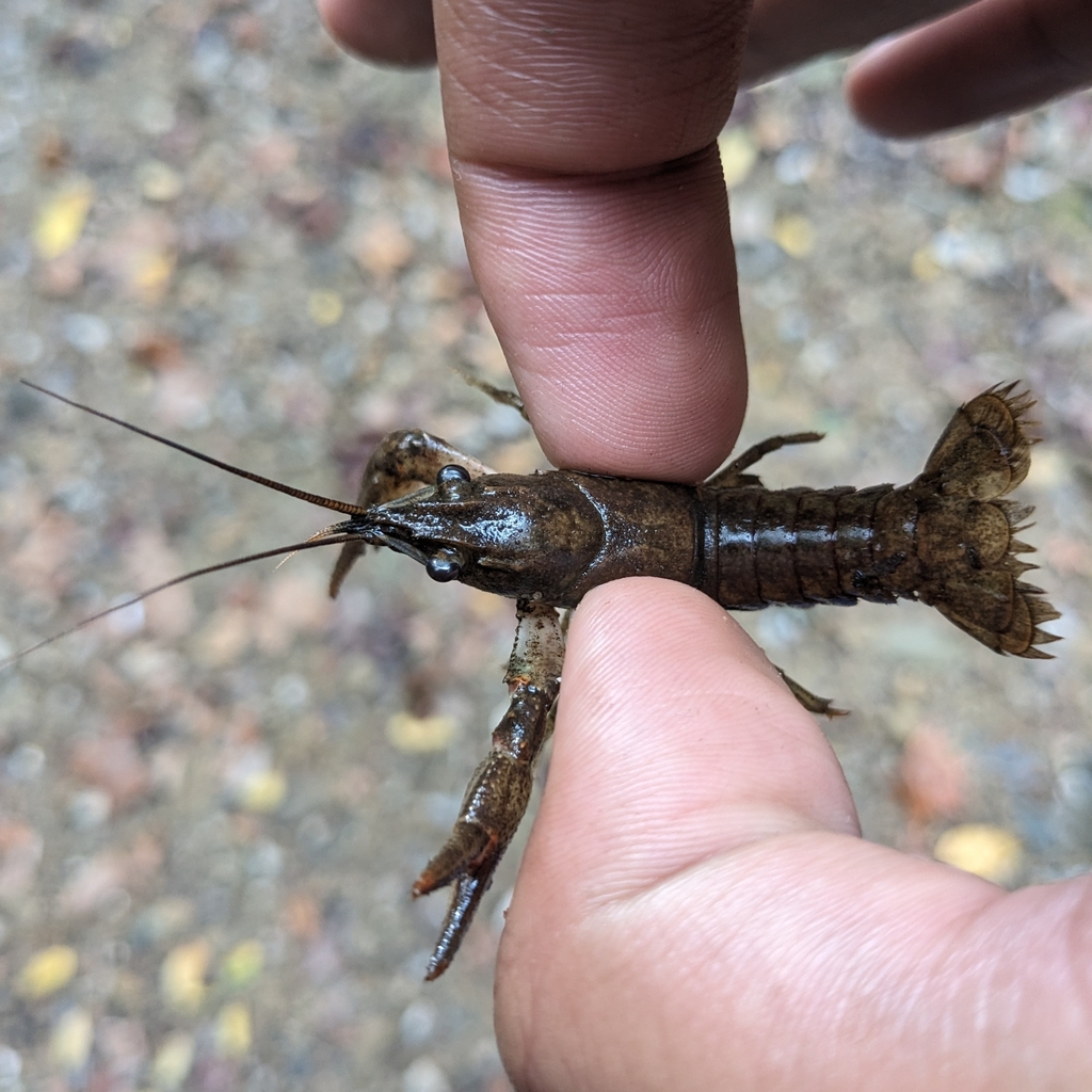 Allegheny Crayfish from Charleston, WV 25314, USA on September 21, 2024 ...