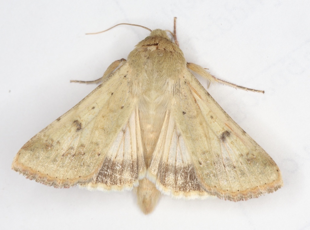 Corn Earworm Moth from Neebing, ON, CA on September 21, 2024 at 09:57 ...