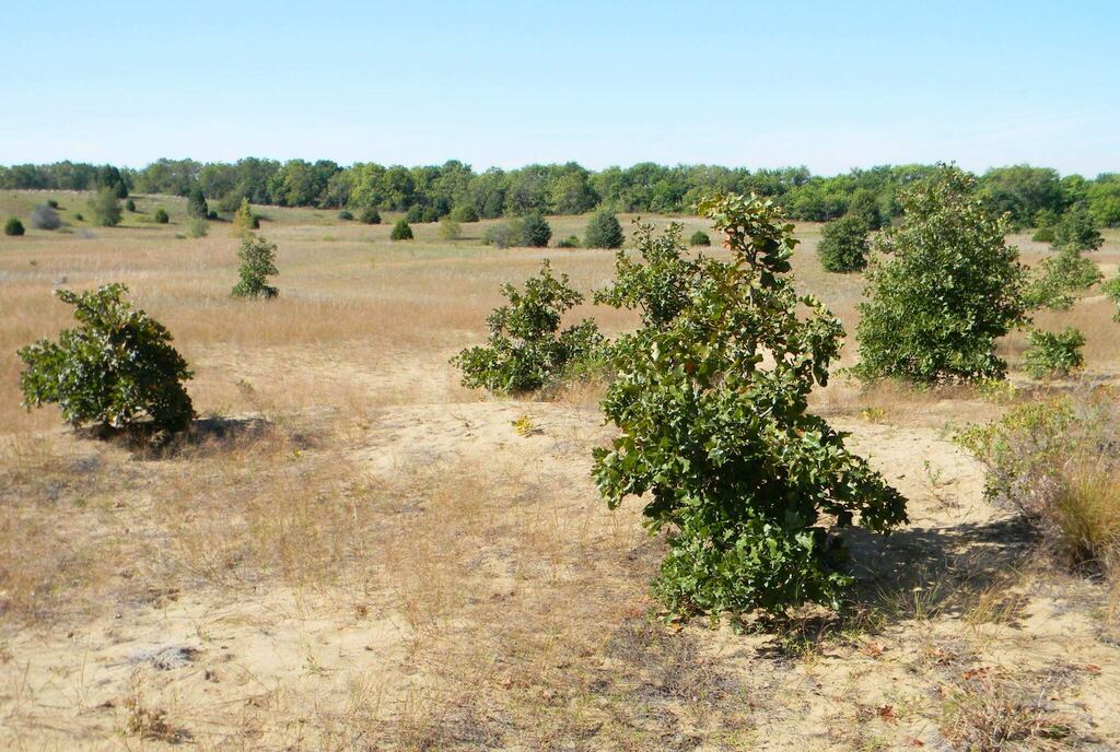 post oak from Mason County, IL, USA on September 30, 2013 at 10:48 AM ...