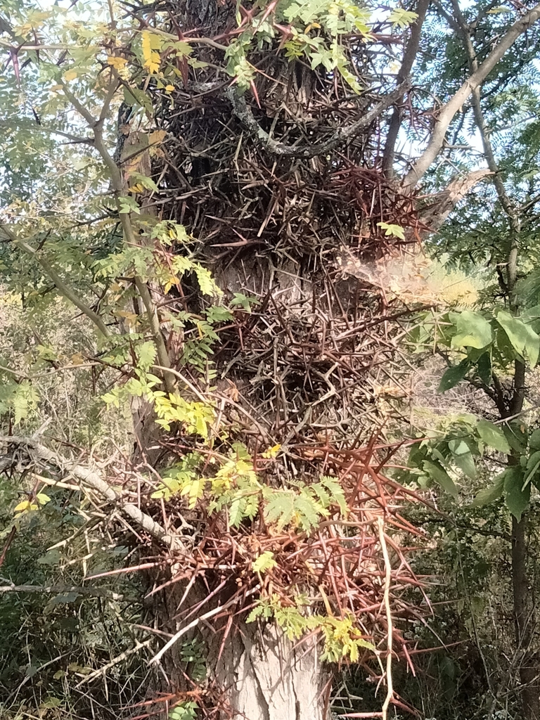 honey locust from Devonshire, Indianapolis, IN, USA on September 21 ...