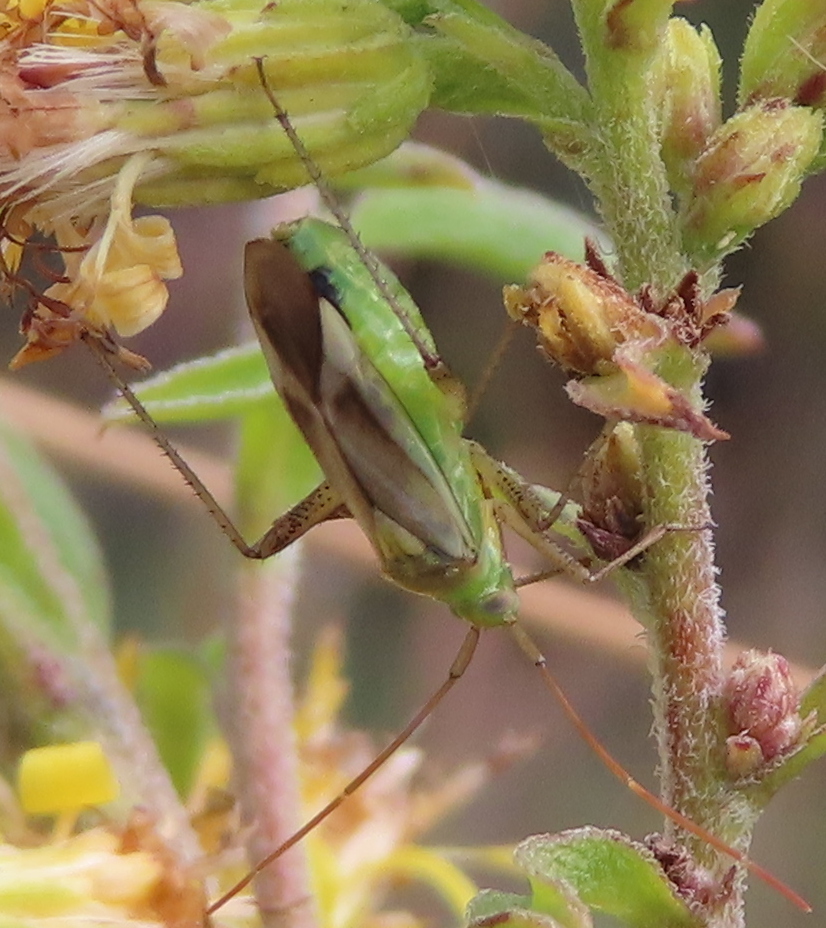 Alfalfa Plant Bug from Gartan Mountain, Churchill, Co. Donegal, Ireland ...