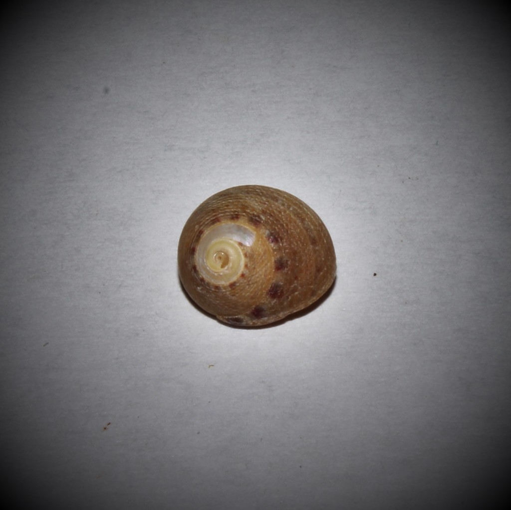 Phorcus mutabilis from Βορείου Αιγαίου, Ελλάδα on June 28, 2019 at 09: ...