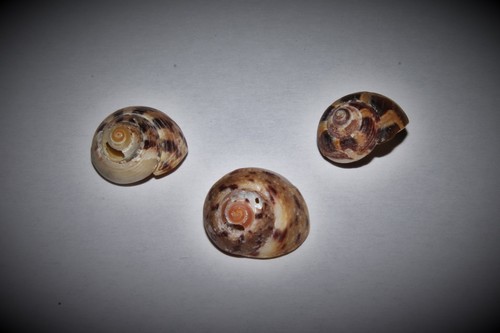 Gibbula racketti · iNaturalist