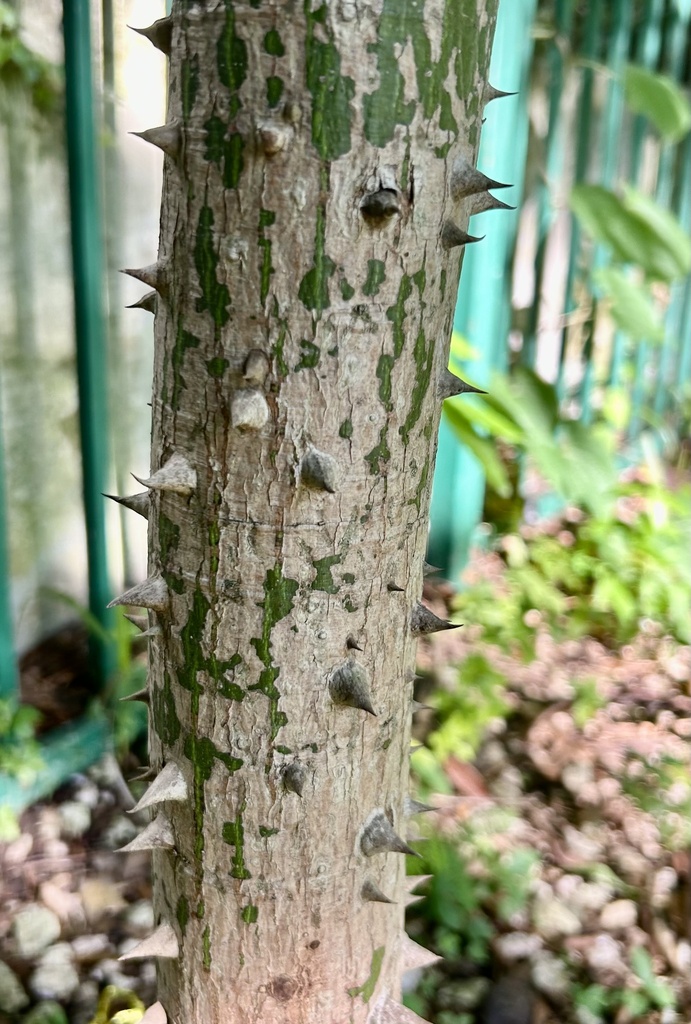 Ceiba from NW South River Dr, Miami, FL, US on September 21, 2024 at 09 ...