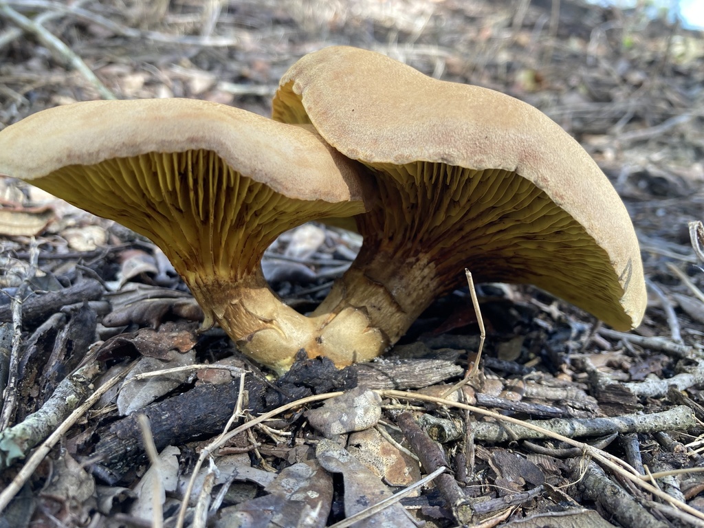 Phylloporus from Brooksville, FL, US on September 21, 2024 at 03:41 PM ...