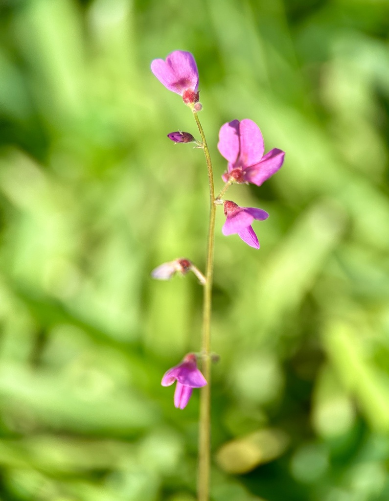 creeping beggarweed from E.G. Sewell Park, Miami, FL, US on September ...
