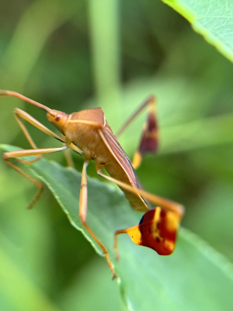 Bitta lurida from Calle Río Tamazunchale, San Pedro Garza García, N.L ...