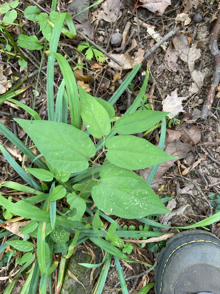 Virginia snakeroot from Middletown on September 21, 2024 at 02:10 PM by ...