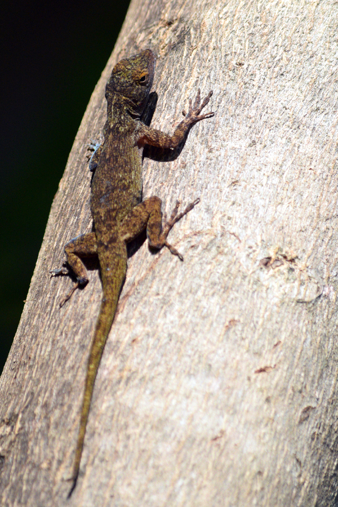 Bark Anole from Grapeland Heights, Miami, FL, USA on September 21, 2024 ...