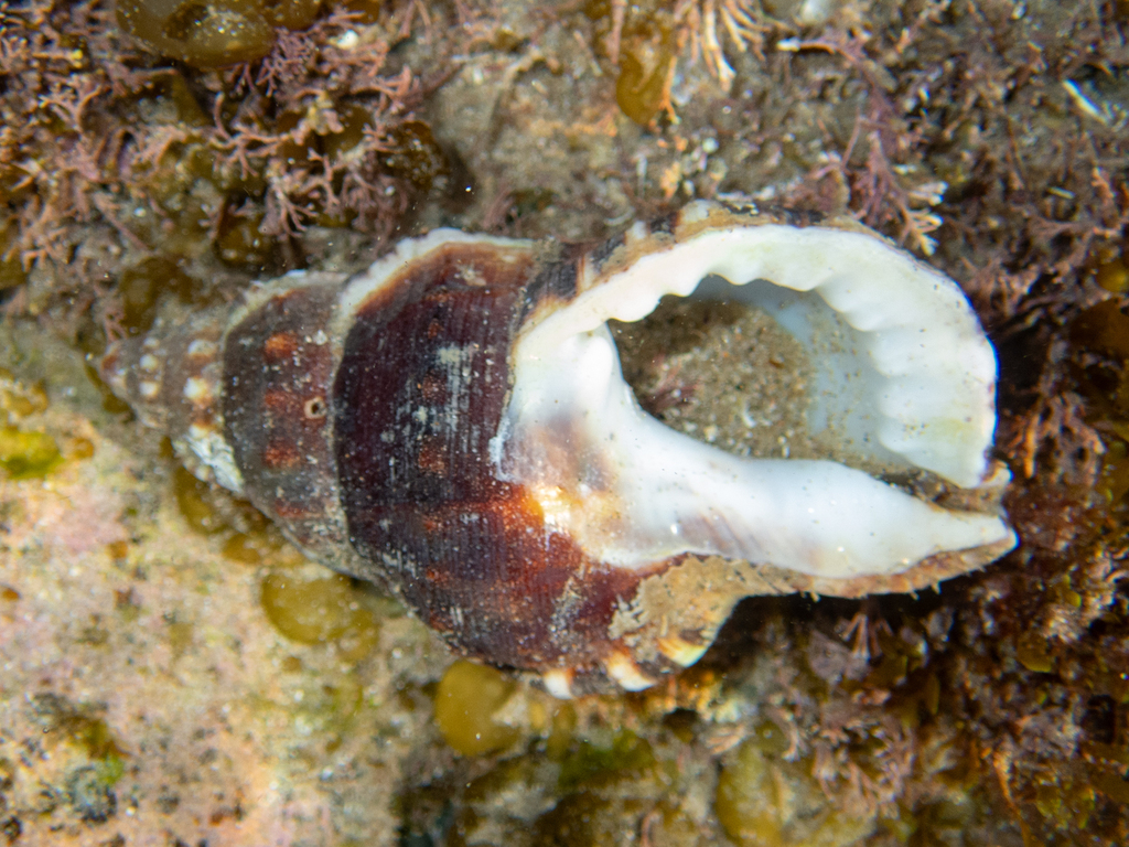 Ranella australasia from Woolgoolga, New South Wales, Australia on ...