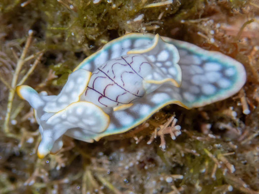 Micromelo from Woolgoolga, New South Wales, Australia on September 21 ...