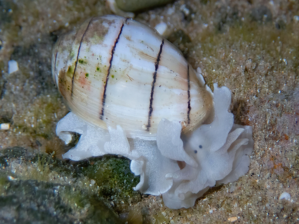 Pink Bubble Snail from Woolgoolga, New South Wales, Australia on ...