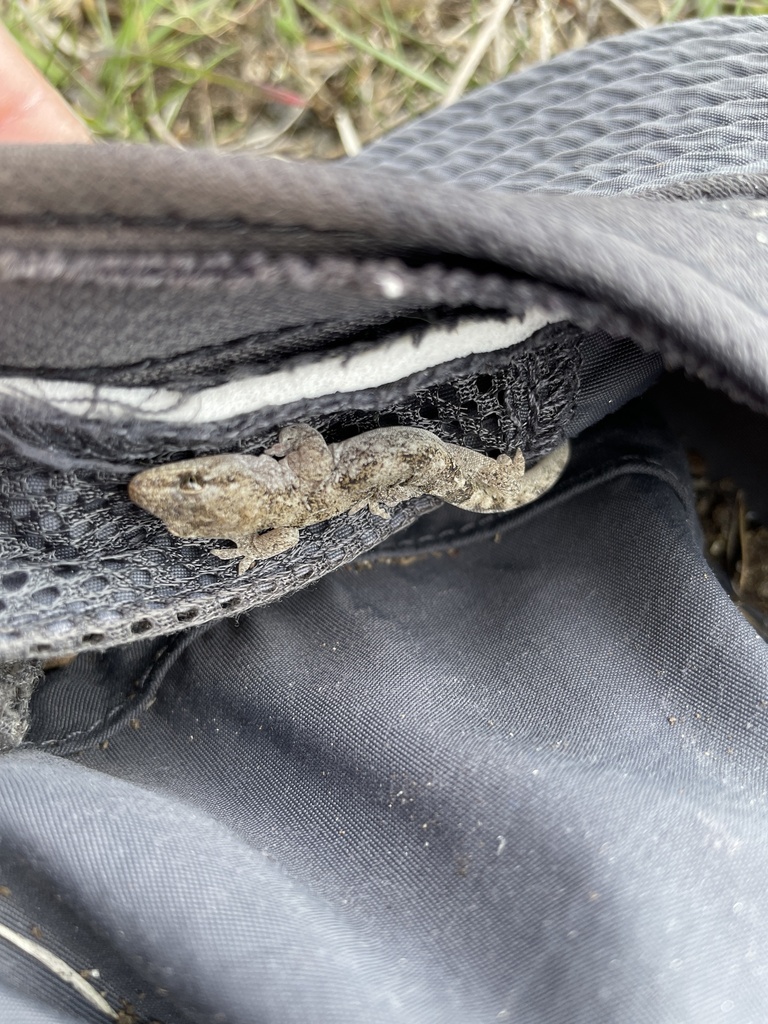 Waitaha Gecko in September 2024 by Christine McCormack · iNaturalist